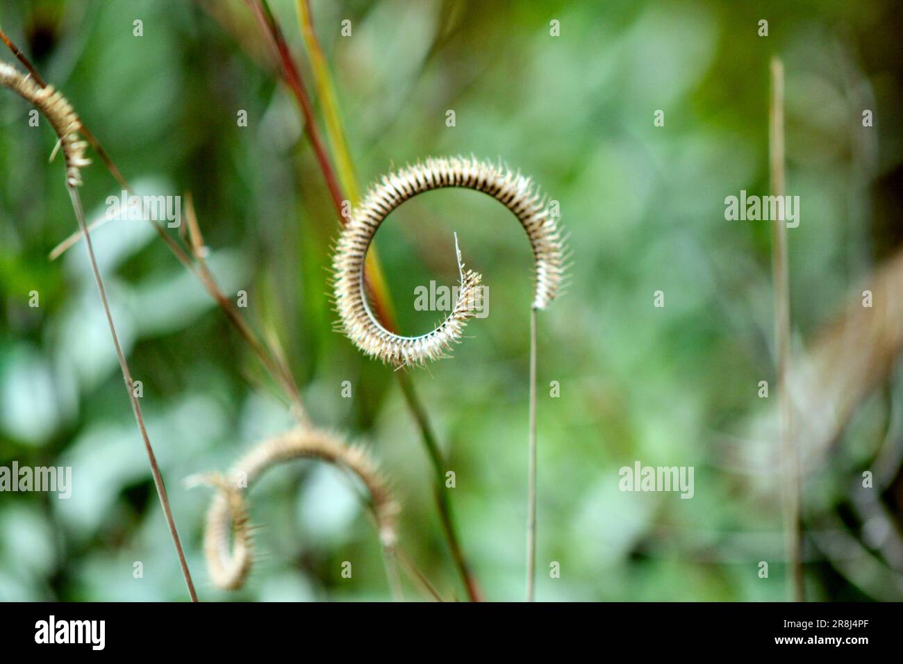 Curled leaf shape hi-res stock photography and images - Alamy