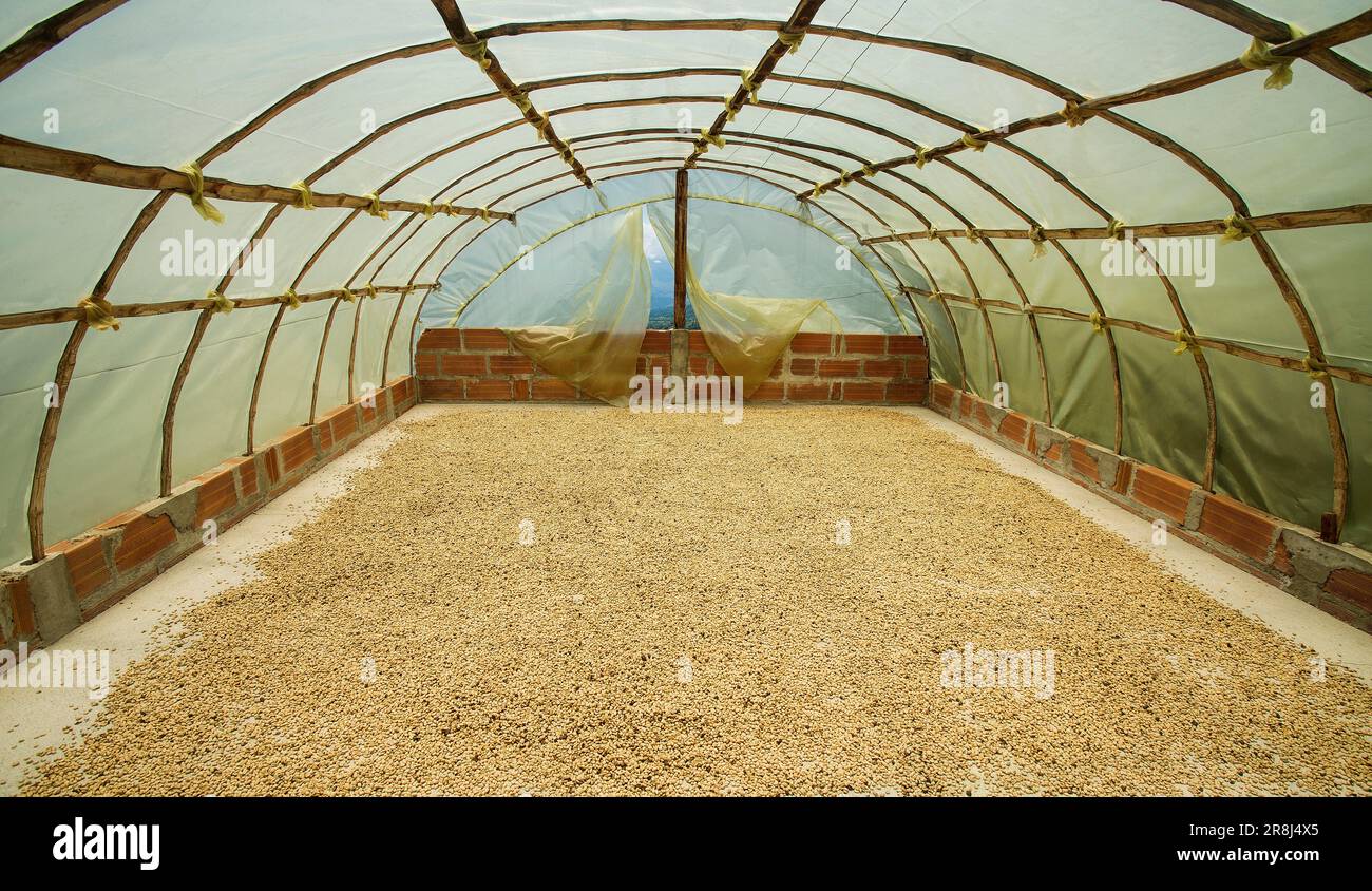 Coffee drying colombia farmer hi-res stock photography and images - Alamy