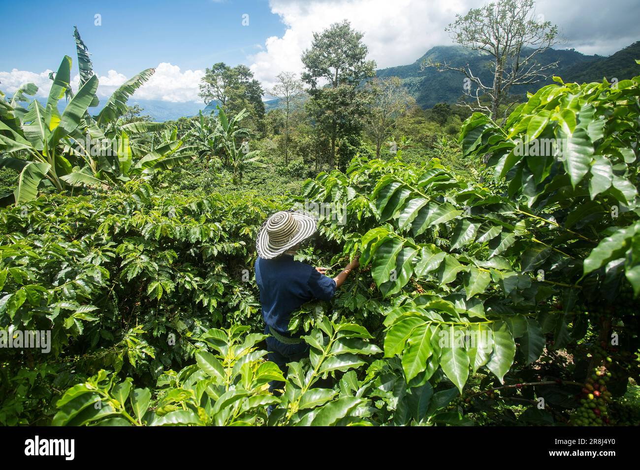 Colombian coffee farmer among coffee plants - Colombian coffee farm ...