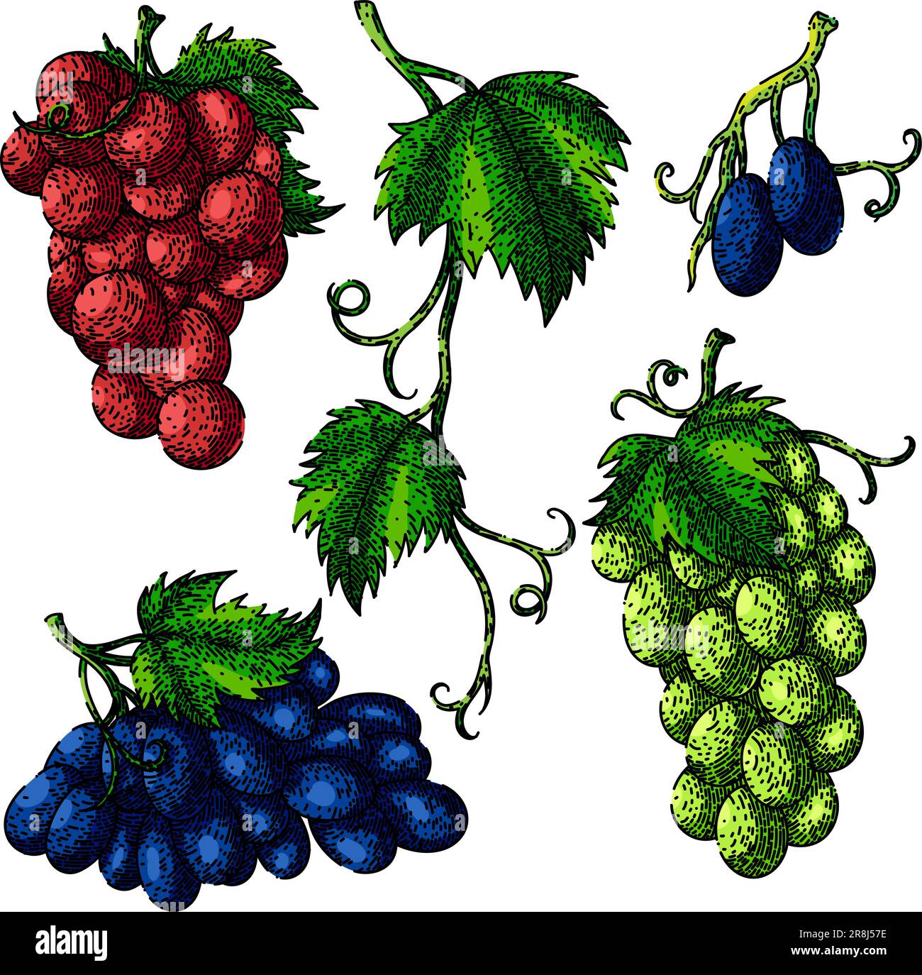 grape food bunch set sketch hand drawn vector Stock Vector Image & Art ...