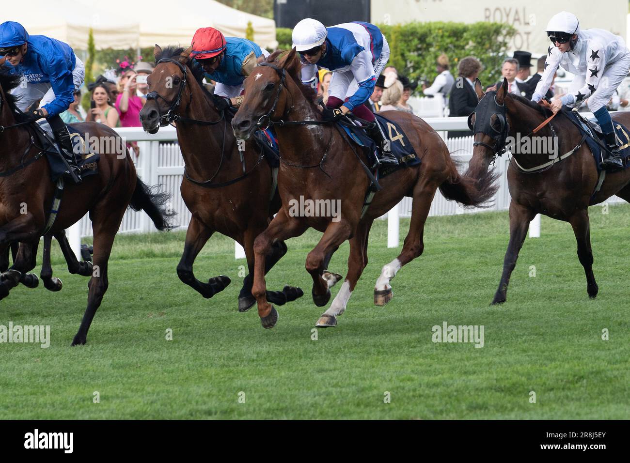 Normandie stud ltd hi-res stock photography and images - Alamy