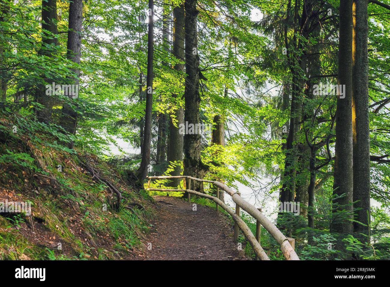 forest trail in beautiful woodland scenery. nature background in summer ...