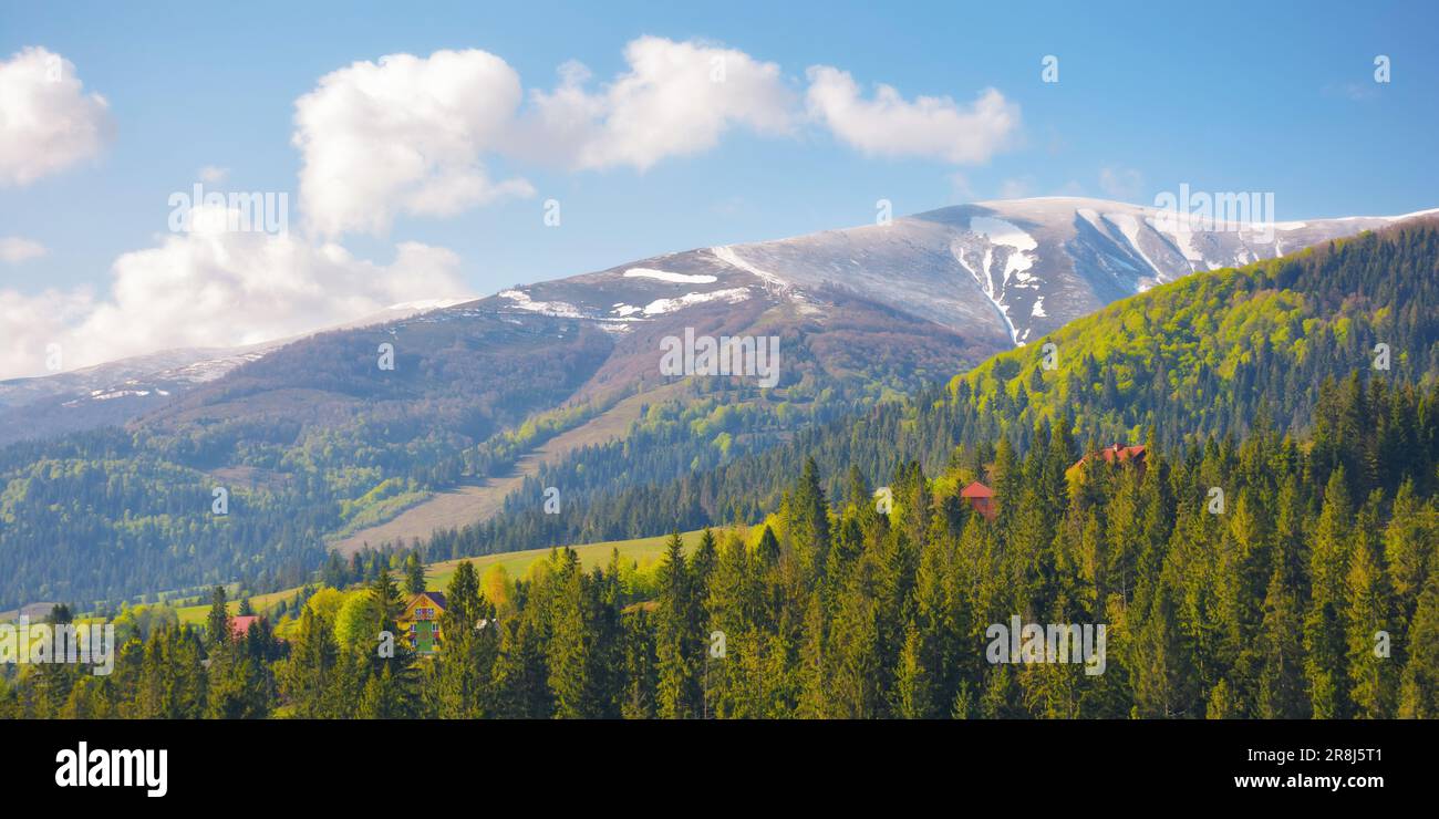 forested hills of mountainous countryside in spring. nature background ...