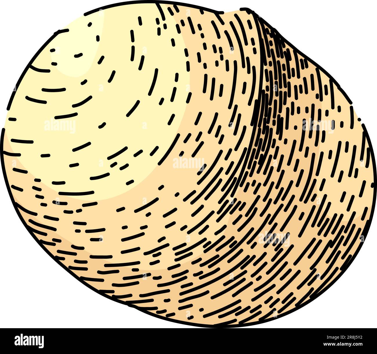 macadamia nut crack sketch hand drawn vector Stock Vector Image & Art ...