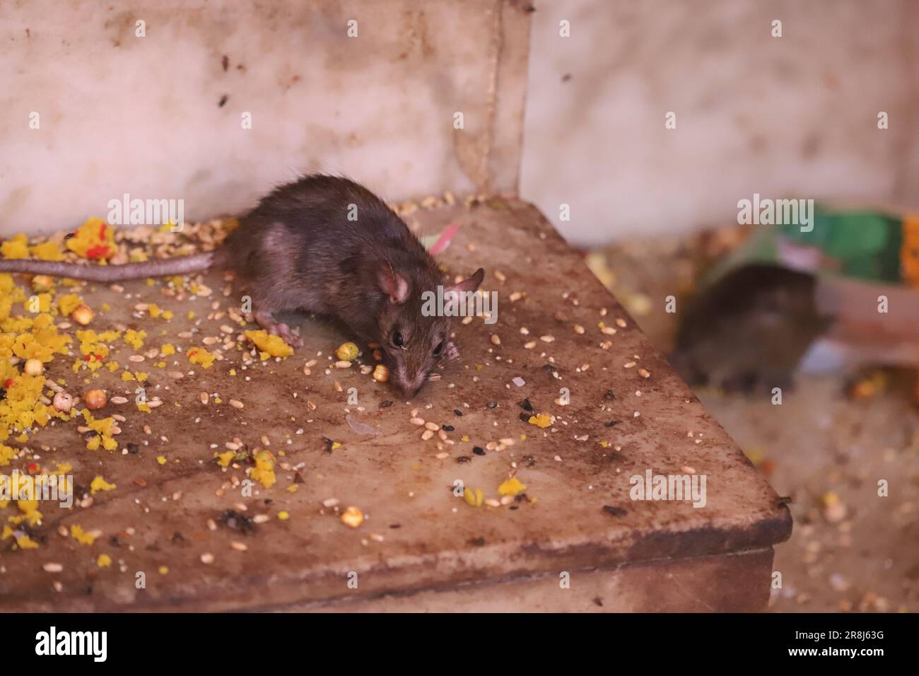 Shrine rat temple rajasthan hi-res stock photography and images - Alamy