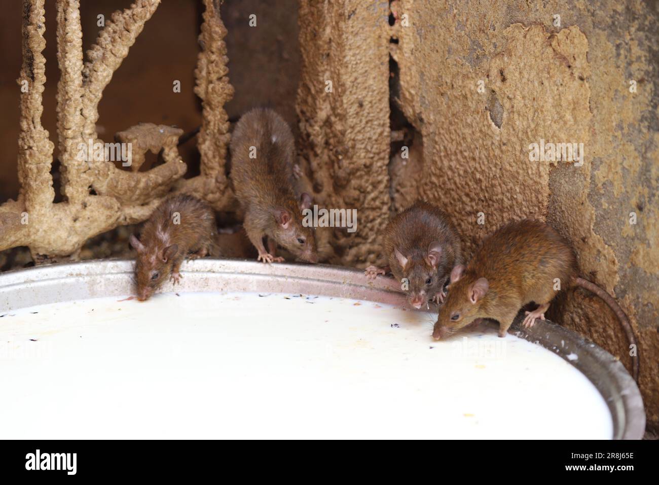 Shrine rat temple rajasthan hi-res stock photography and images - Alamy