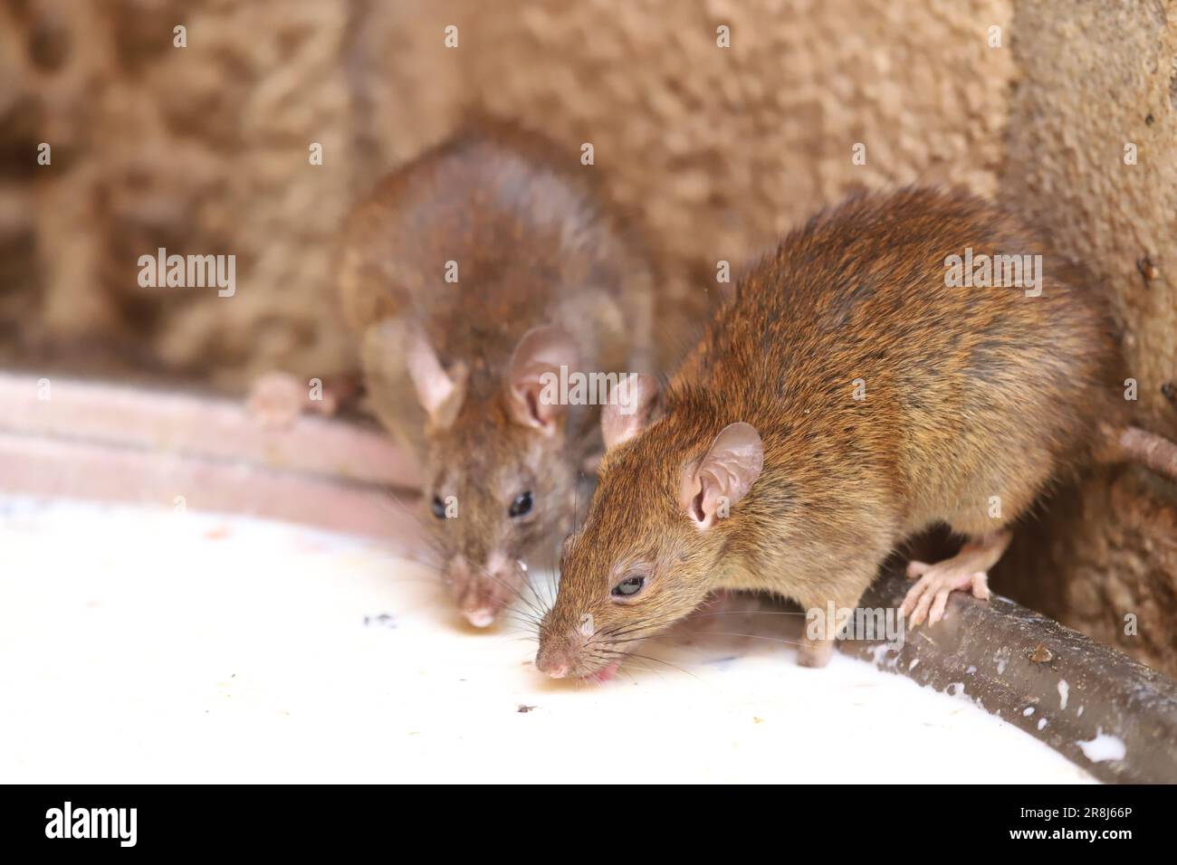 Shrine rat temple rajasthan hi-res stock photography and images - Alamy