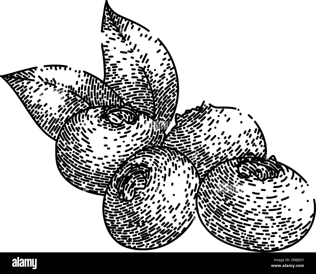 Small blue leaves Black and White Stock Photos & Images - Alamy