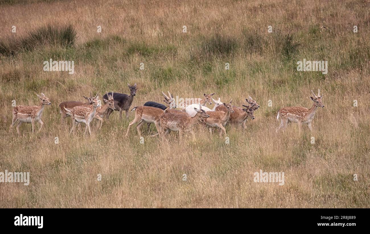 Fallow Deer in Petworth Park Stock Photo - Alamy