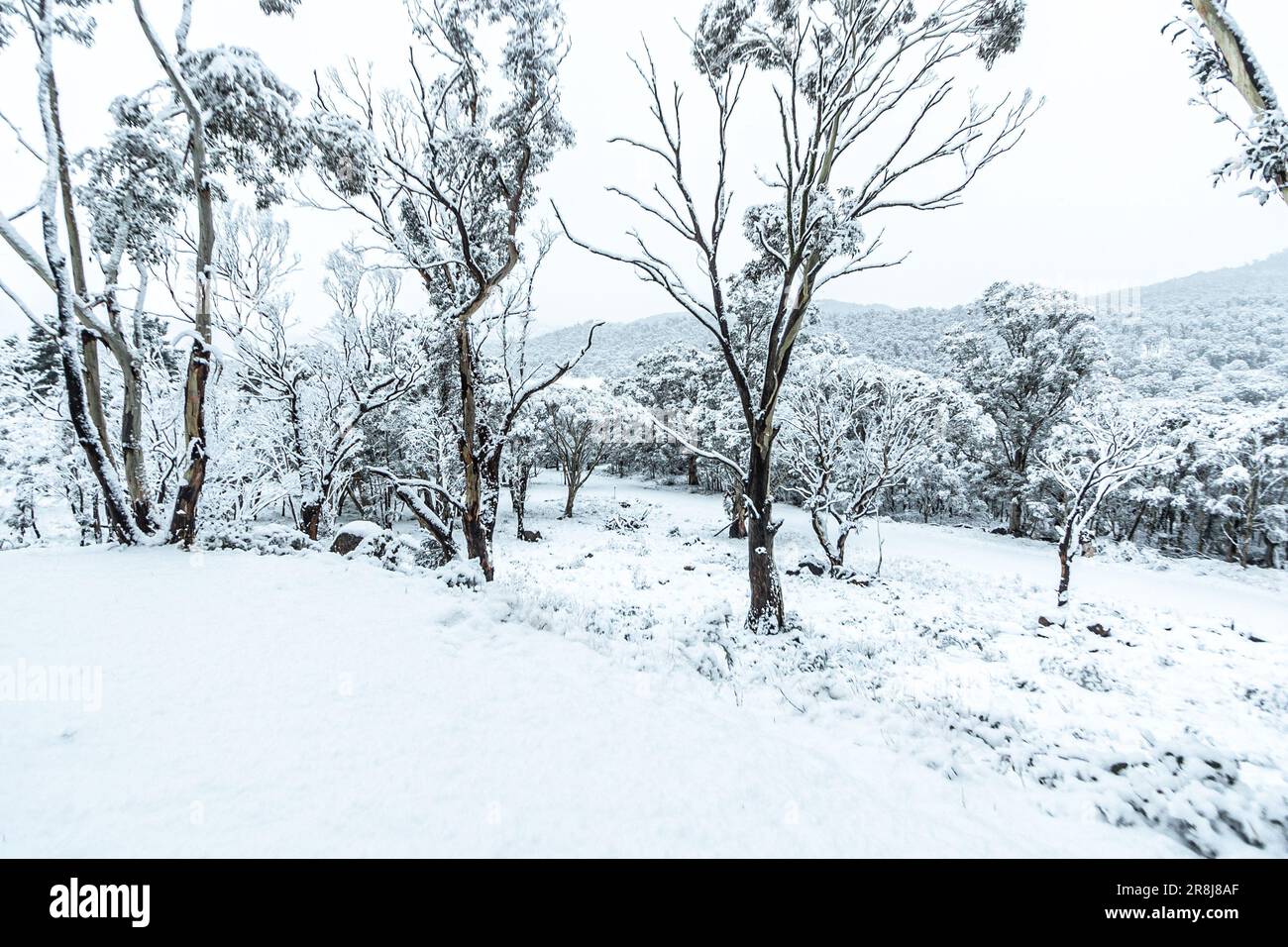 This beautiful winter scene features a snowy wooded area with a small ...