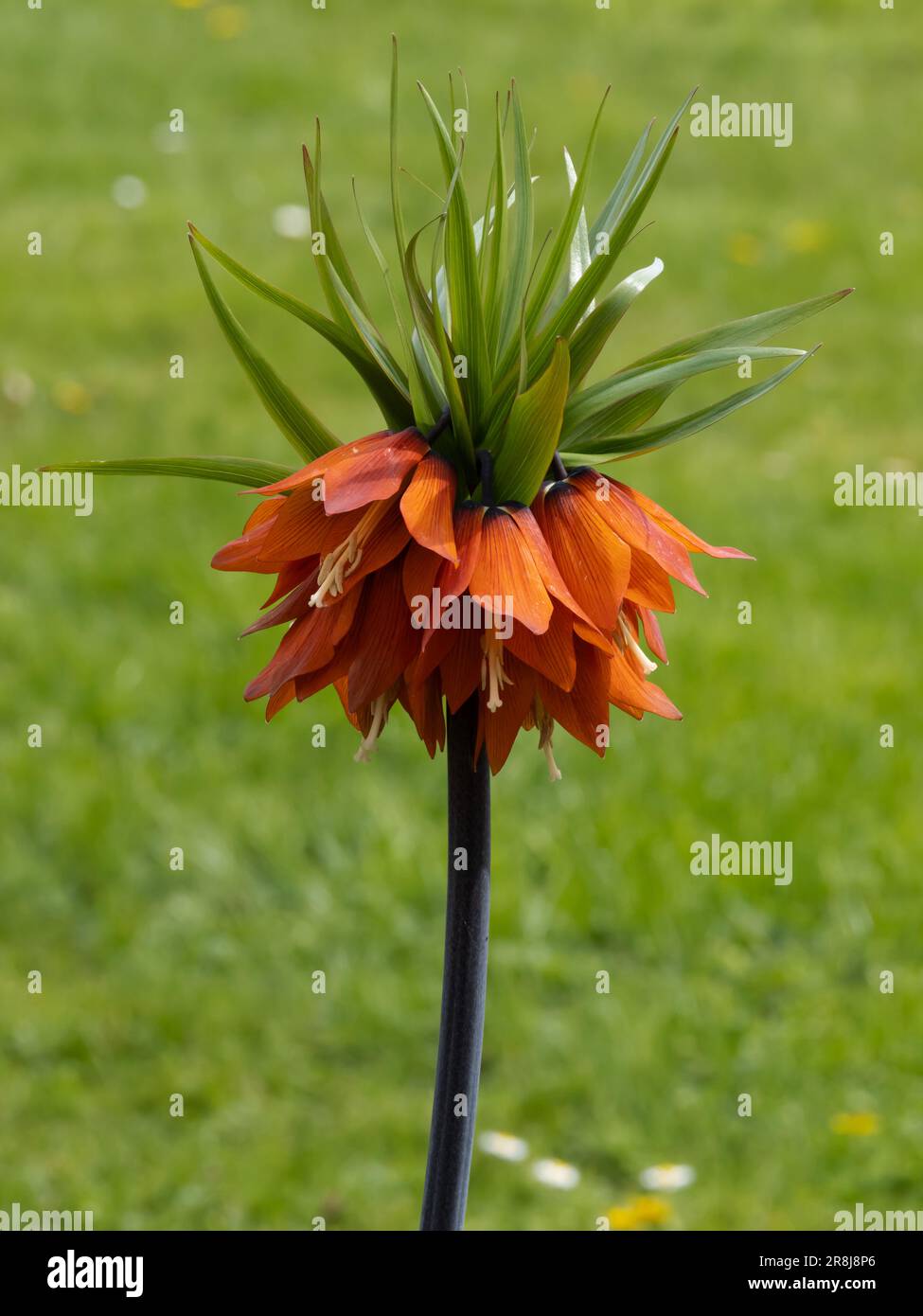 the orange plant with the long stem Stock Photo - Alamy