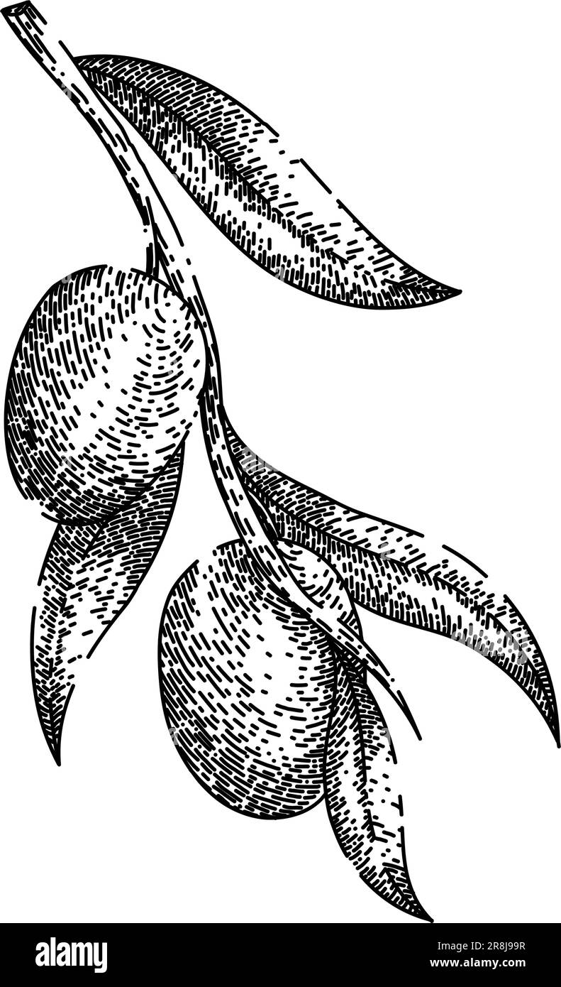 jojoba oil plant sketch hand drawn vector Stock Vector Image & Art - Alamy