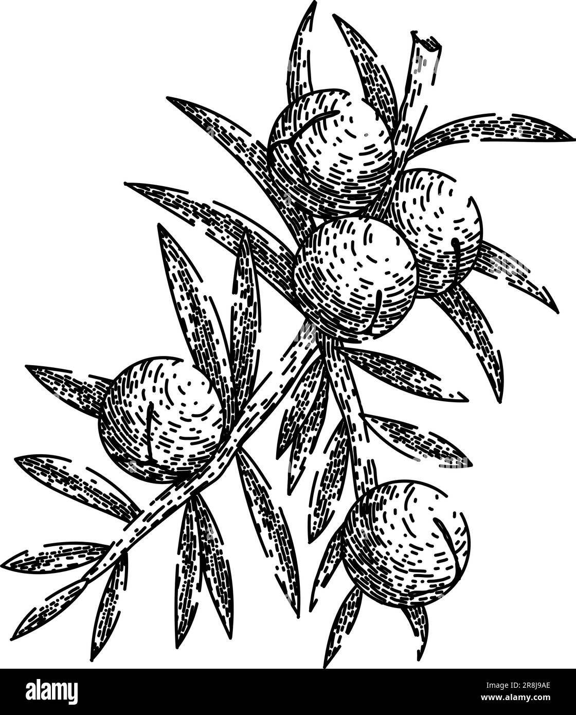 Gin label vintage hand Stock Vector Images - Alamy