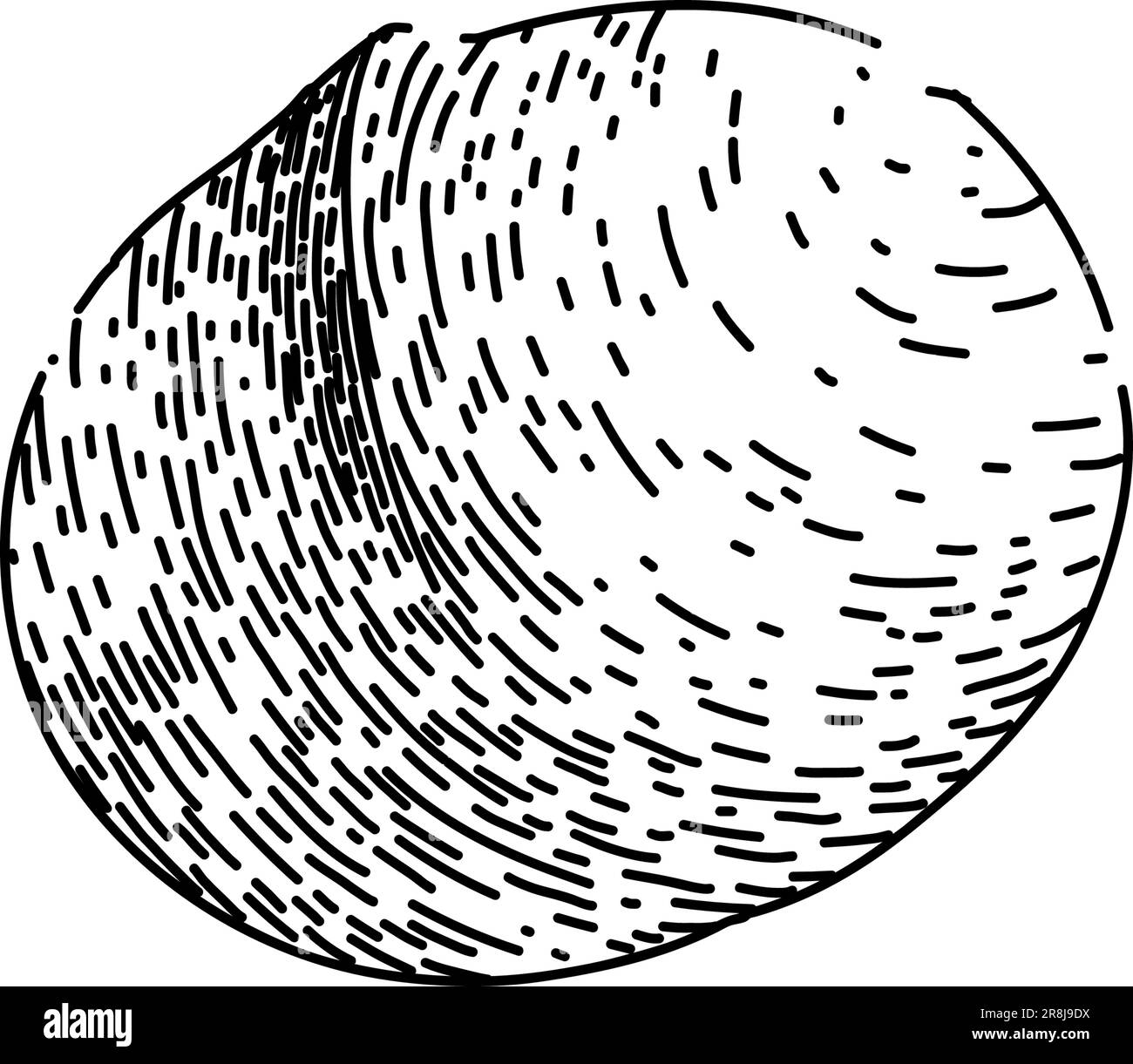 macadamia nut crack sketch hand drawn vector Stock Vector Image & Art ...