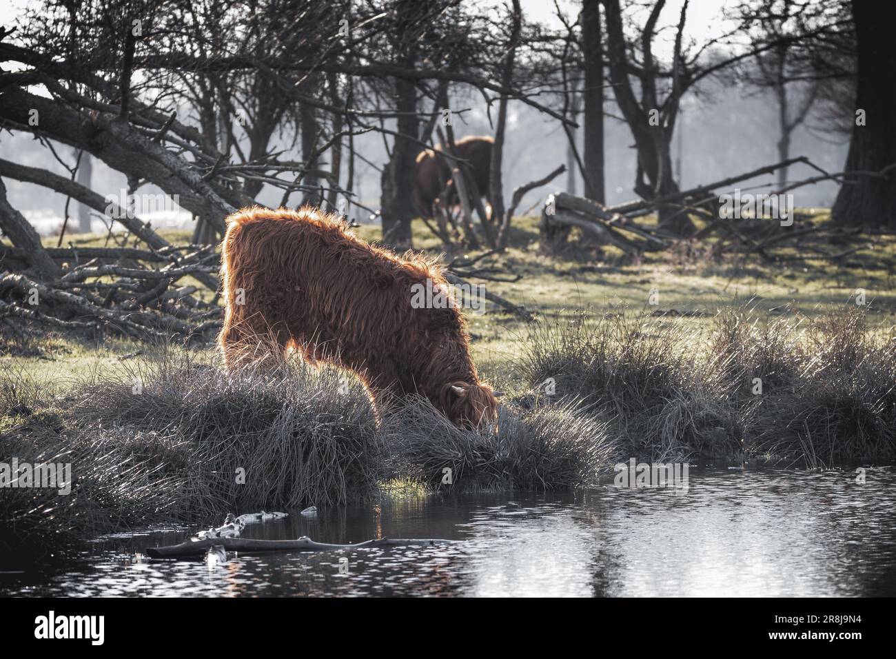 A Highland cattle drinking from a tranquil pond in a rural landscape ...