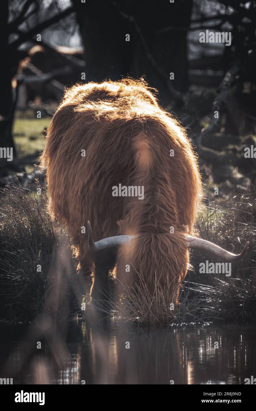 A Highland cattle drinking from a tranquil pond in a rural landscape ...