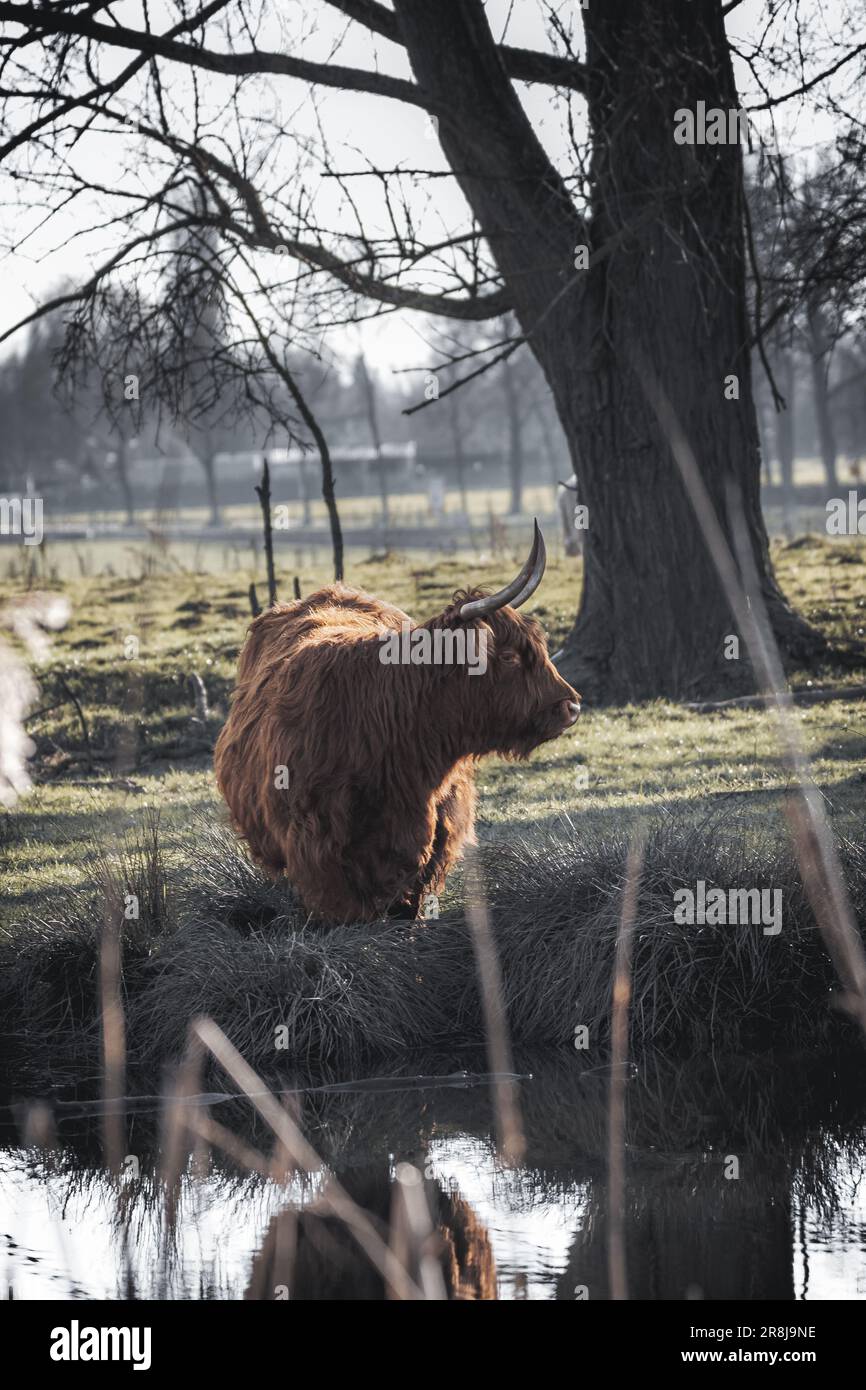 A peaceful image of a Highland cattle in a lush green field Stock Photo ...