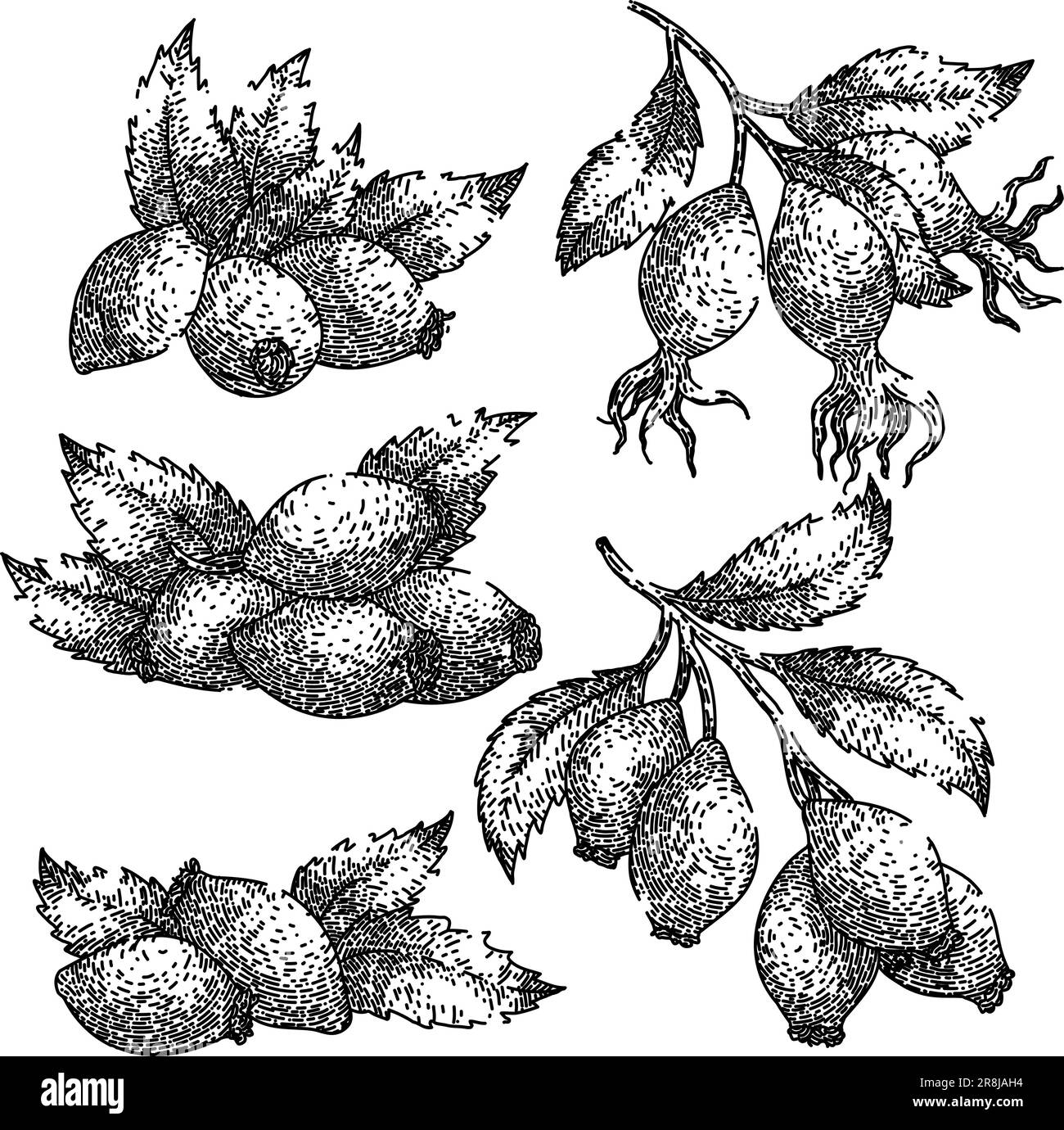 Rosehip Plant Leaf Set Sketch Hand Drawn Vector Stock Vector Image And Art Alamy