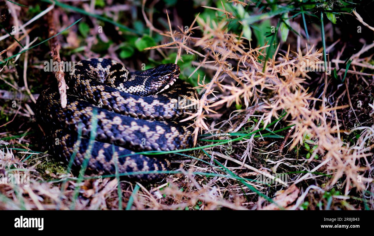 Adder snake coiled up in grass and bracken Stock Photo - Alamy