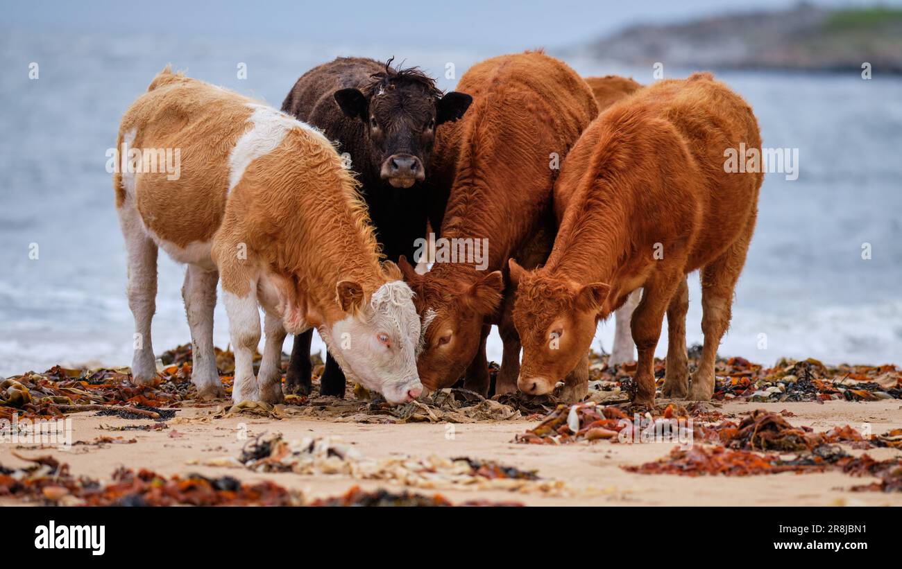 Four young cows on Brora beach eating seaweed Stock Photo - Alamy