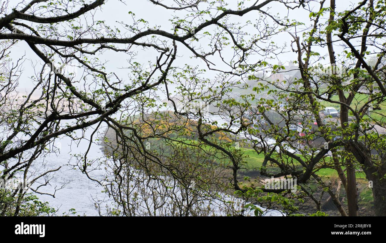 Brora harbour and the River Brora in fog seen through a lattice of tree ...