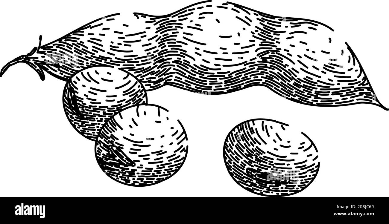 soya bean food plant sketch hand drawn vector Stock Vector Image & Art ...