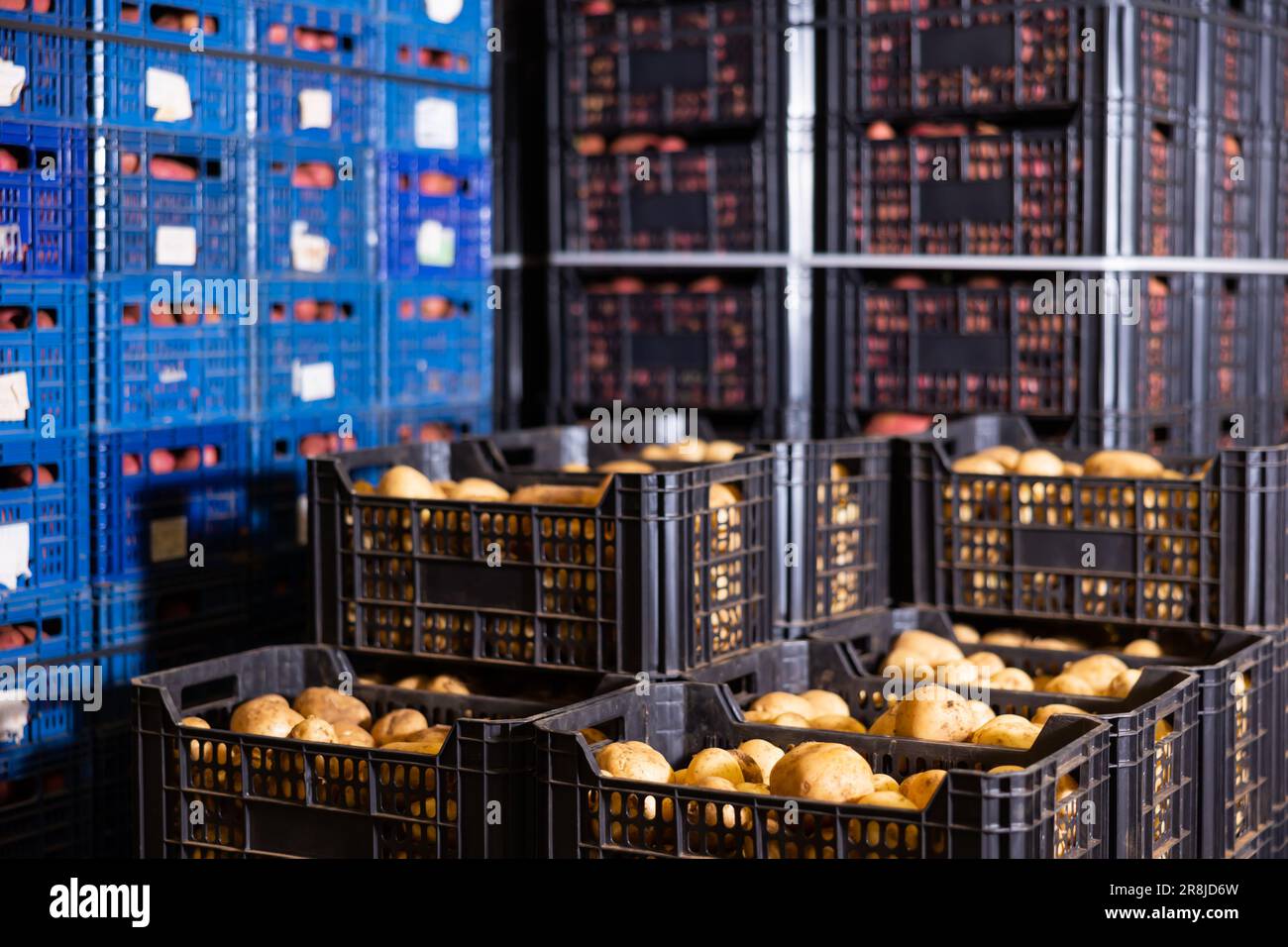 Potatoes storage in warehouse potato hi-res stock photography and ...