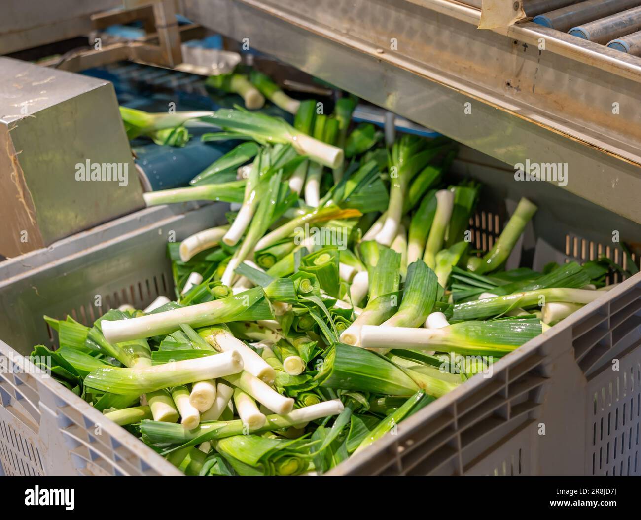 Washed green onions unloaded into plastic box from conveyor sorting ...