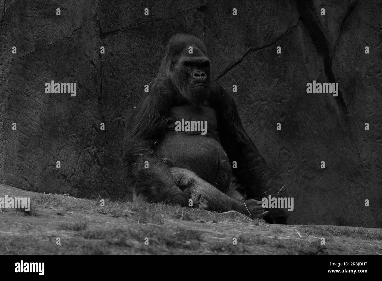 A stunning black and white image of an adult gorilla sitting on the ...