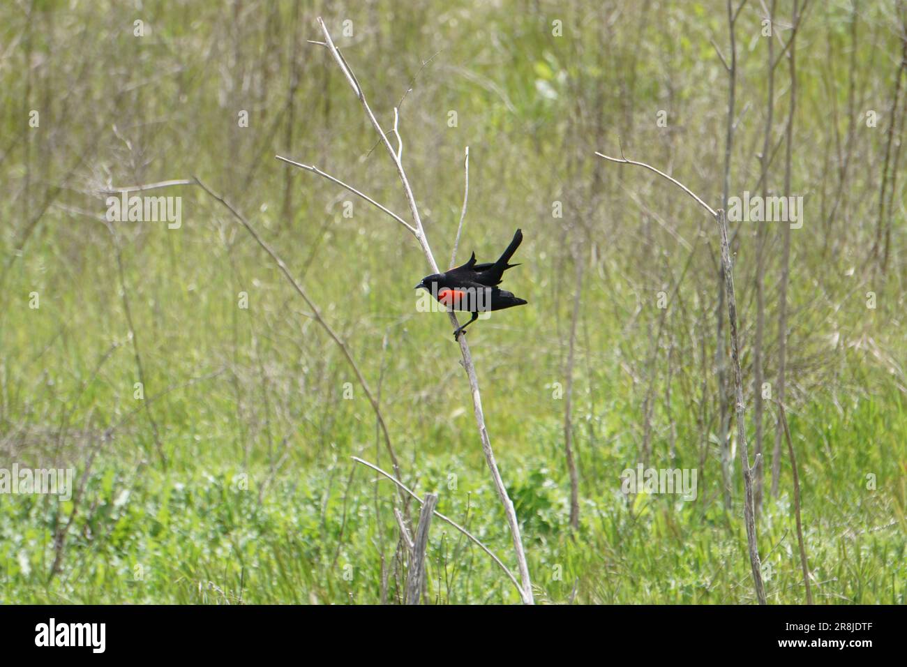 Black bird with red spot on its wing, resting on branches in a field of ...