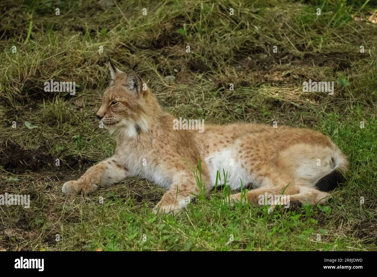 European lynx claw hi-res stock photography and images - Alamy