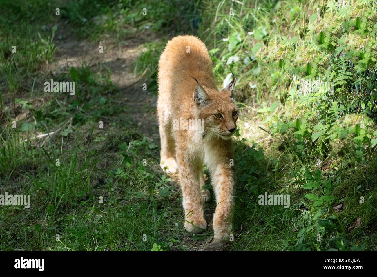 European lynx claw hi-res stock photography and images - Alamy