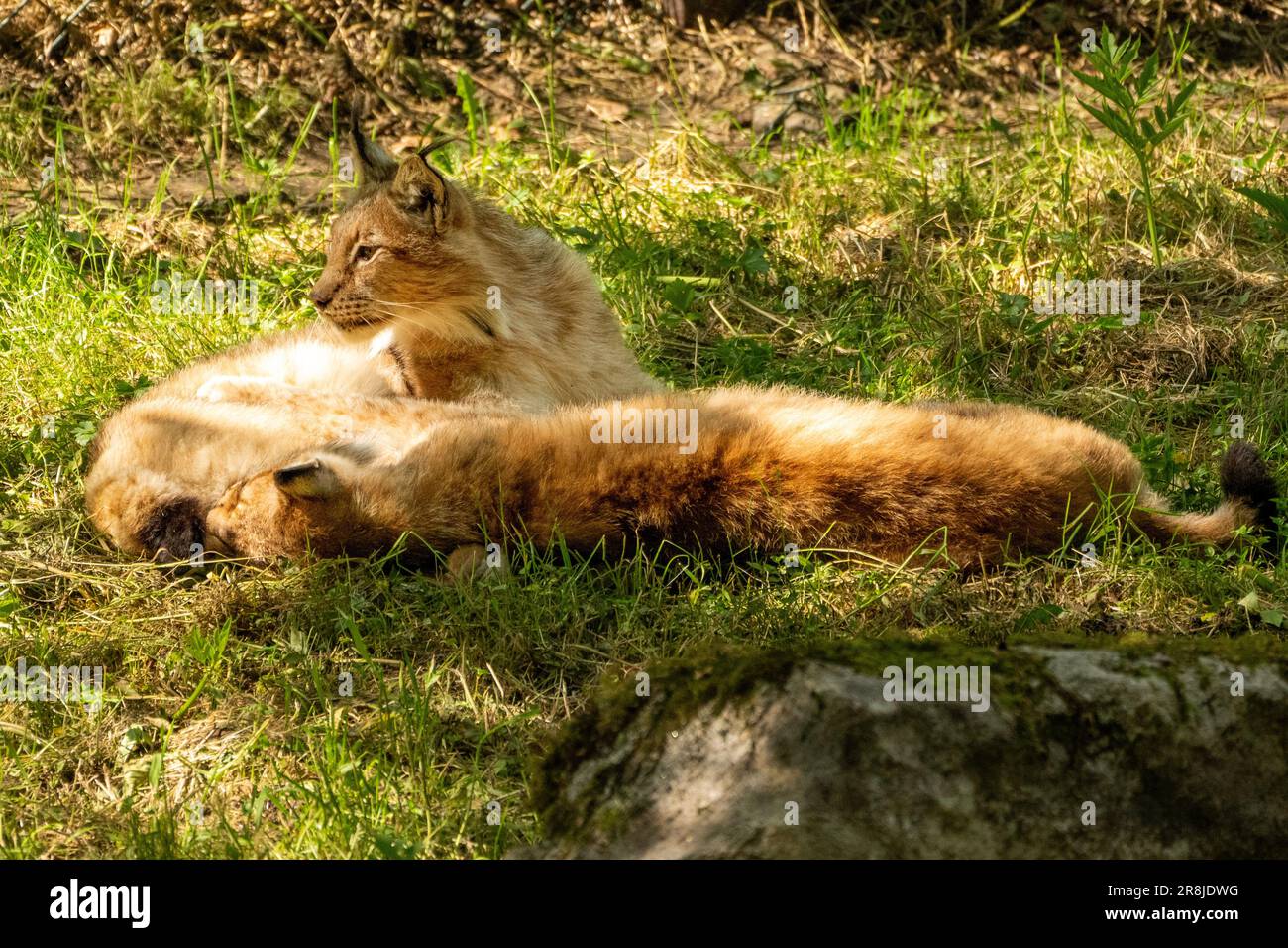 European lynx claw hi-res stock photography and images - Alamy