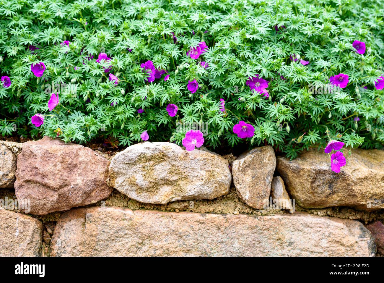 Geranium on the stone wall. Geranium is a genus of 422 species of ...
