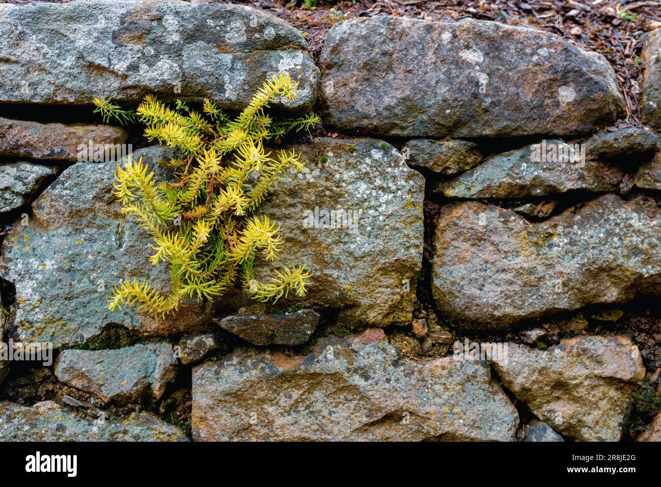 plant on a stone wall. Petrosedum rupestre, also known as reflexed ...