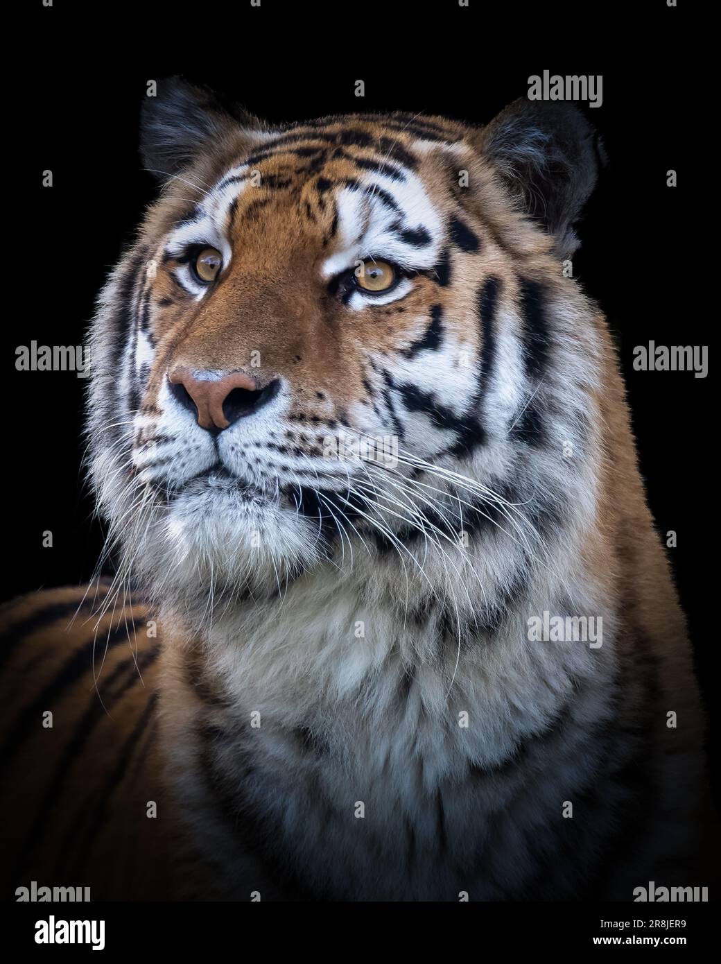 A close-up shot of a majestic Siberian Tiger in its natural habitat ...