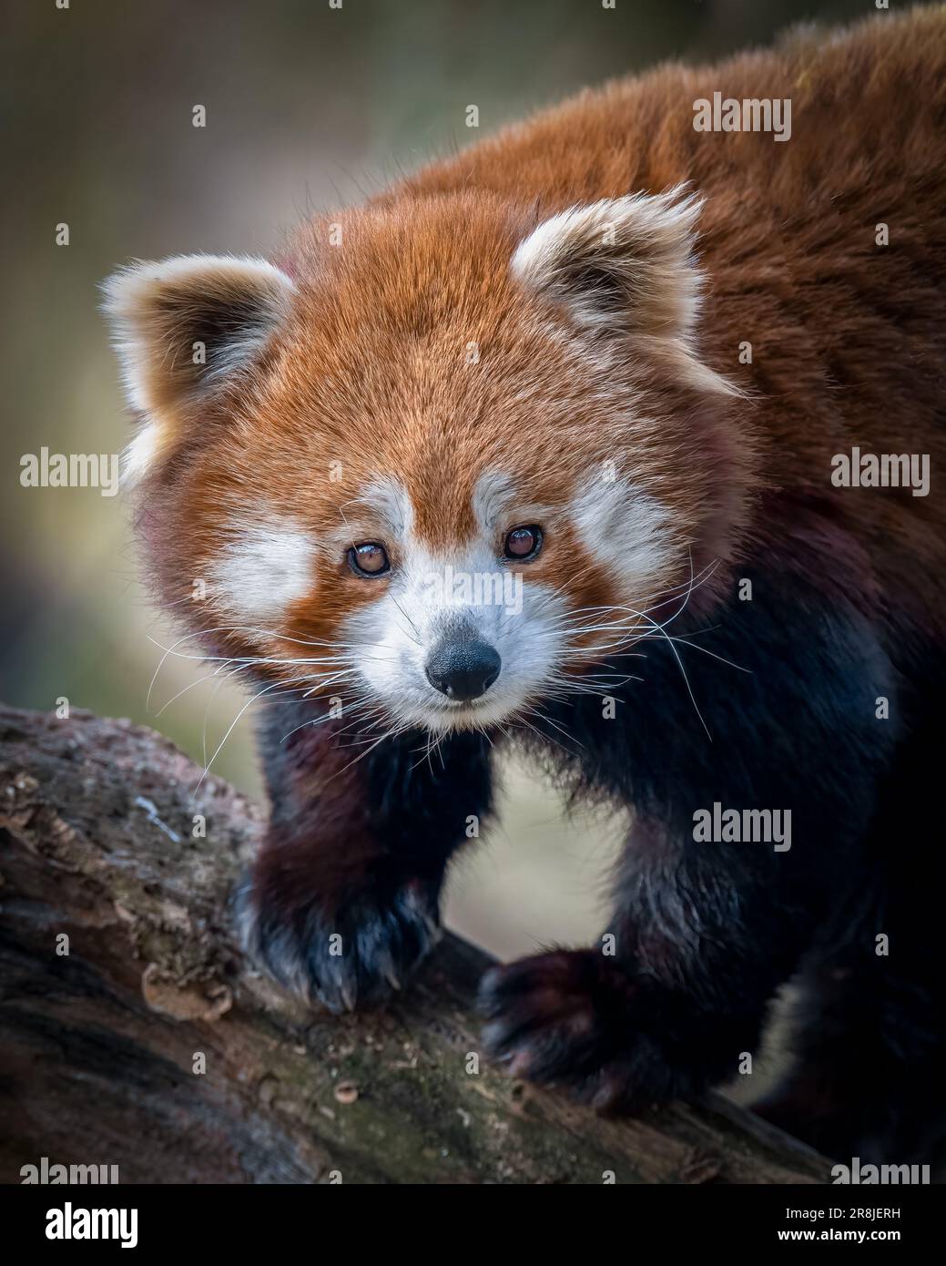 A red panda is perched atop a tree branch, with a soft, blurred ...