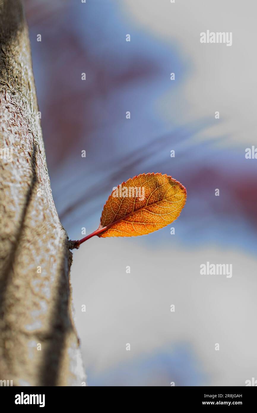 Simple pops of color hi-res stock photography and images - Alamy