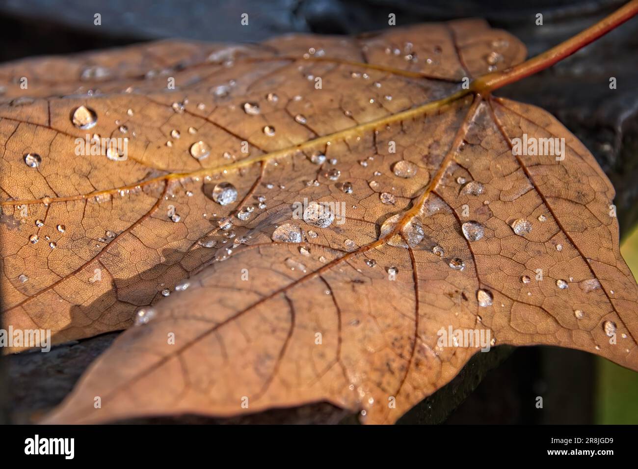 Raindrops on Multi-Veined Leaf: Afternoon rain in Lexington ...