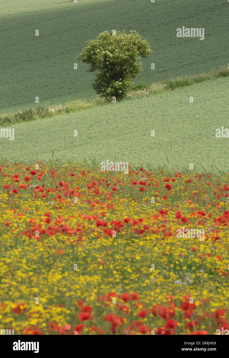 tree and poppies Stock Photo - Alamy