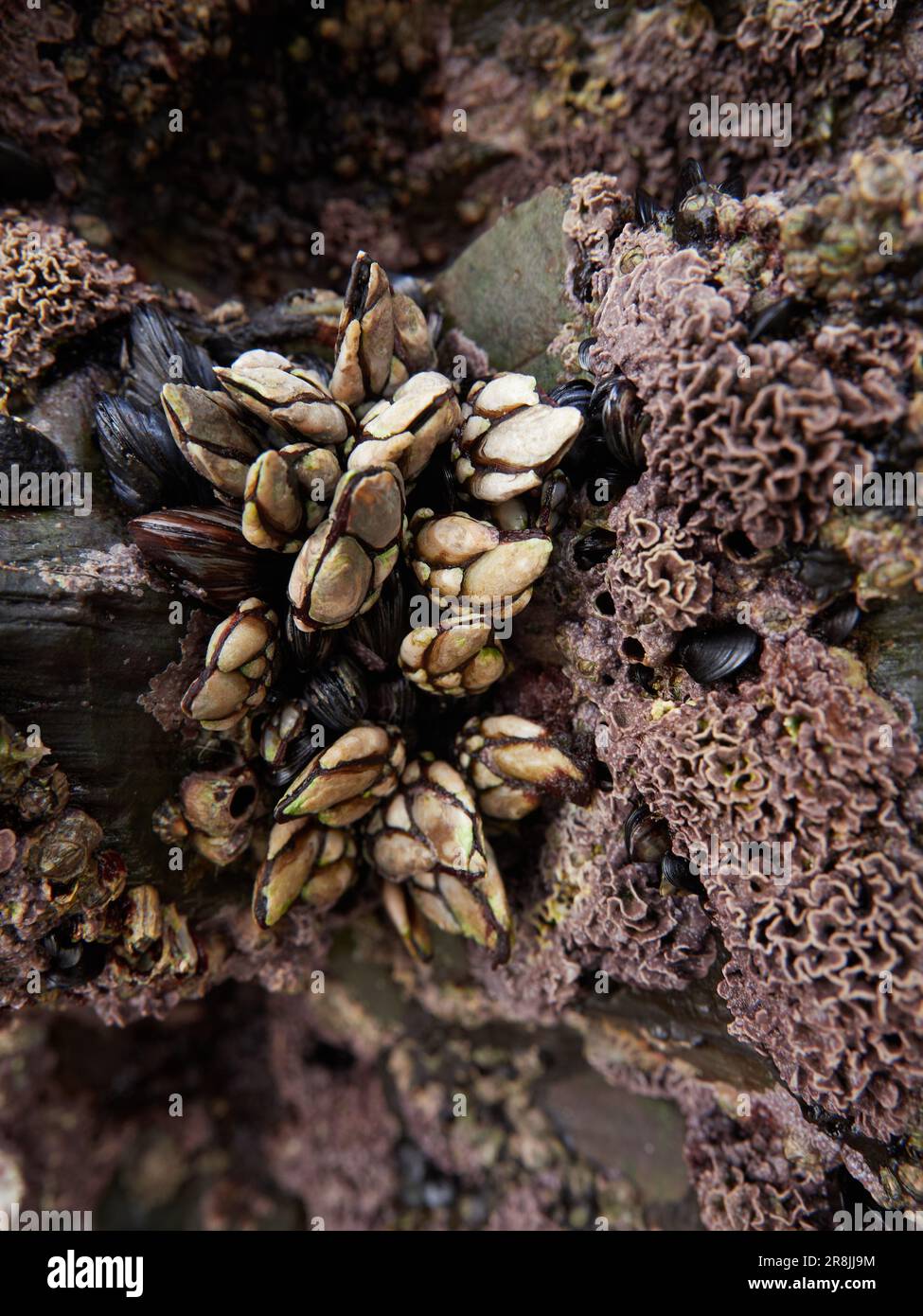 Shellfish growing on rocks hi-res stock photography and images - Alamy