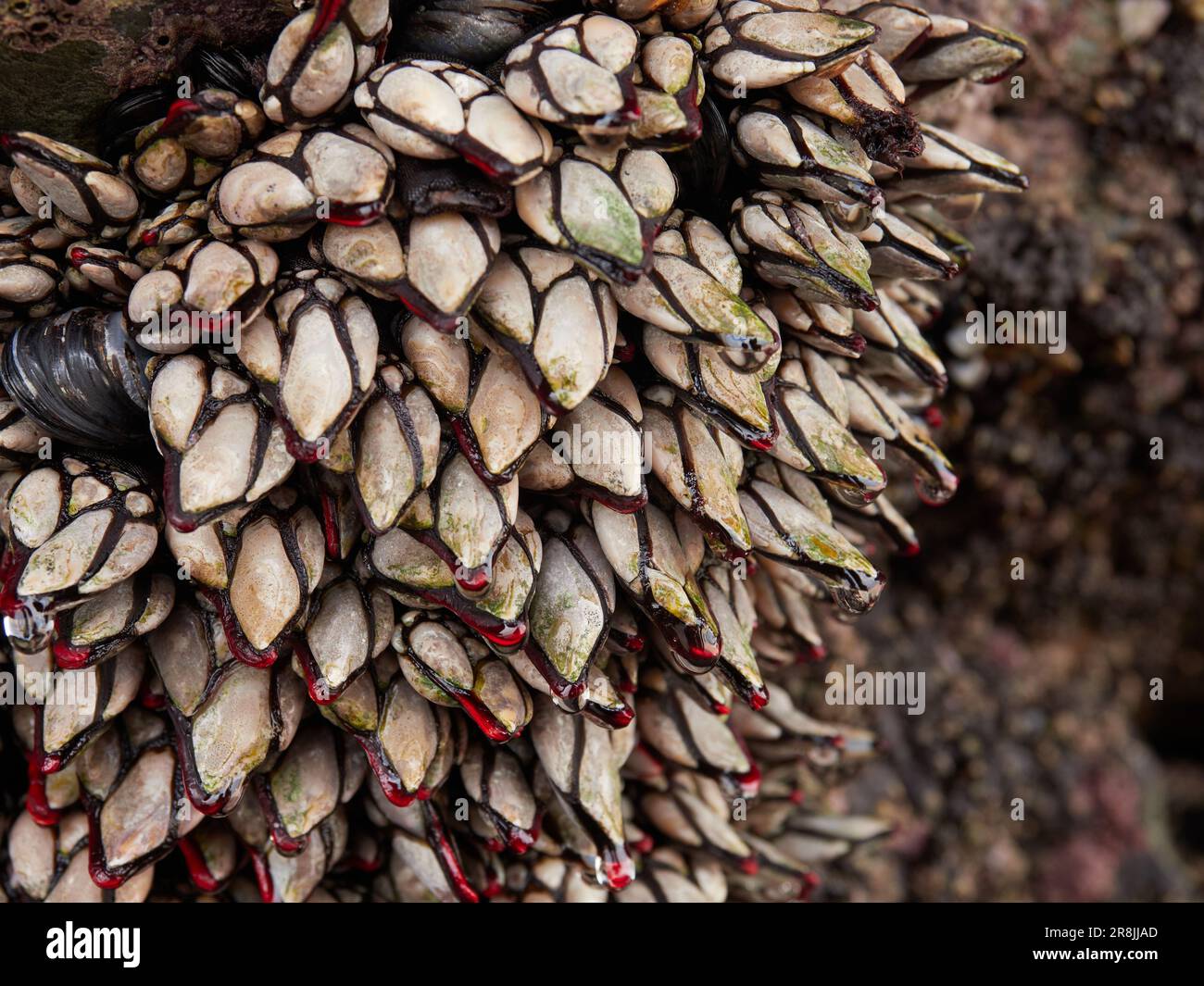 A closeup shot of barnacles growing on wet sea rocks Stock Photo - Alamy
