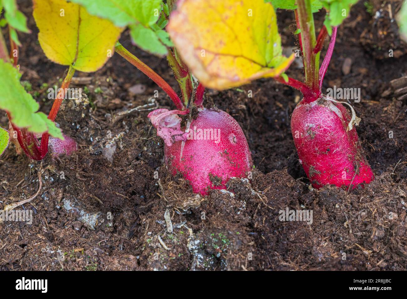 Macro view of radish growing in ground on garden bed Stock Photo - Alamy