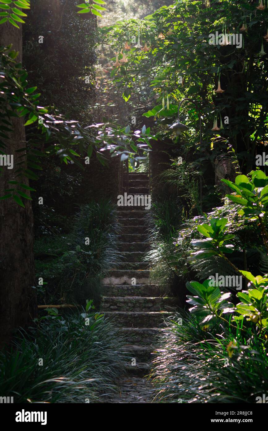 A tranquil stair pathway lined with lush green foliage and colorful ...