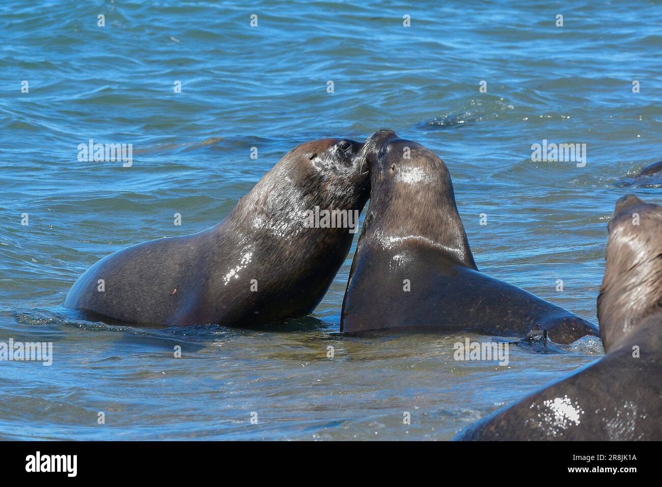 Sea lion in Patagonia Beach environment, Patagonia Argentina Stock ...