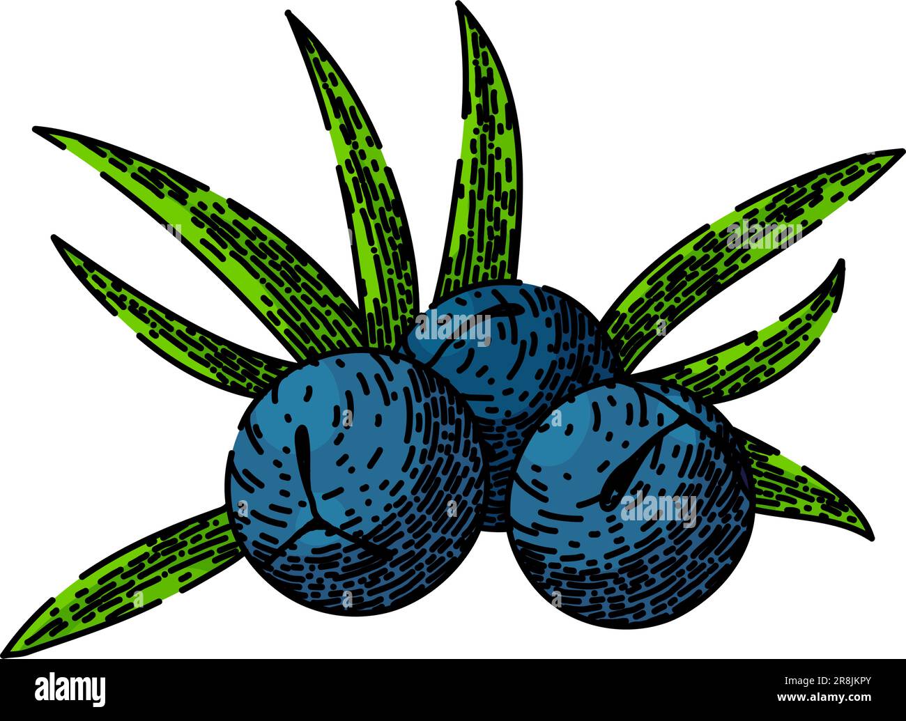 juniper berry leaf sketch hand drawn vector Stock Vector Image & Art ...