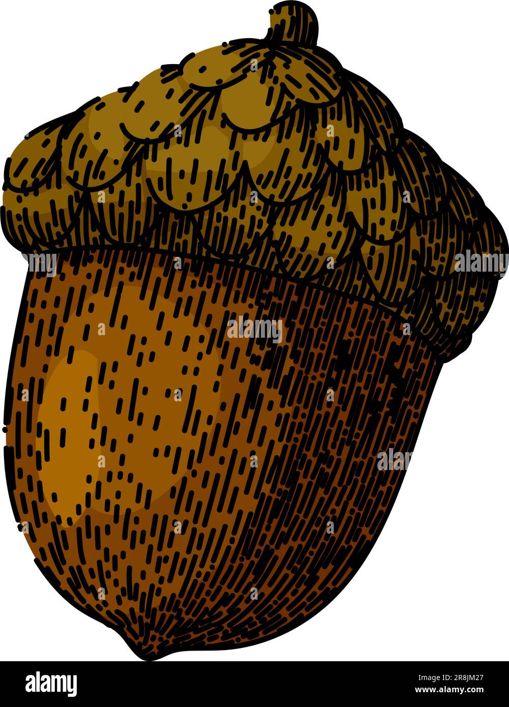acorn nut brown sketch hand drawn vector Stock Vector Image & Art - Alamy