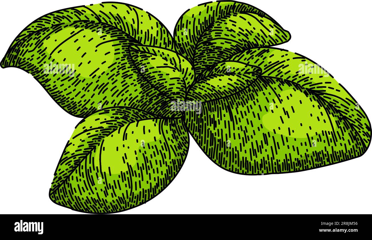 basil leaf herb fresh sketch hand drawn vector Stock Vector Image & Art ... basil leaf herb fresh sketch hand drawn vector Stock Vector Image & Art ...