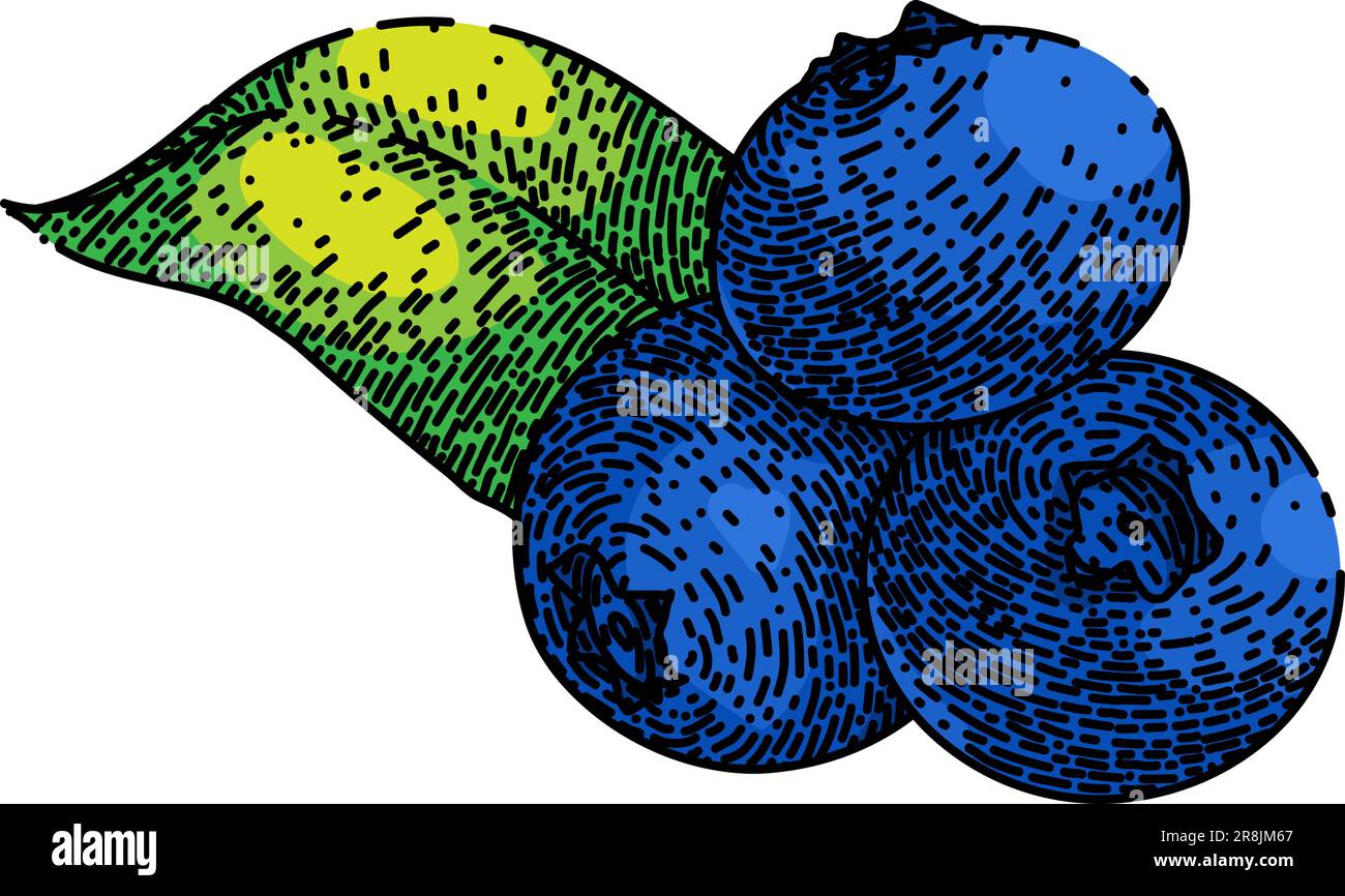 blueberry blue wild sketch hand drawn vector Stock Vector Image & Art ...