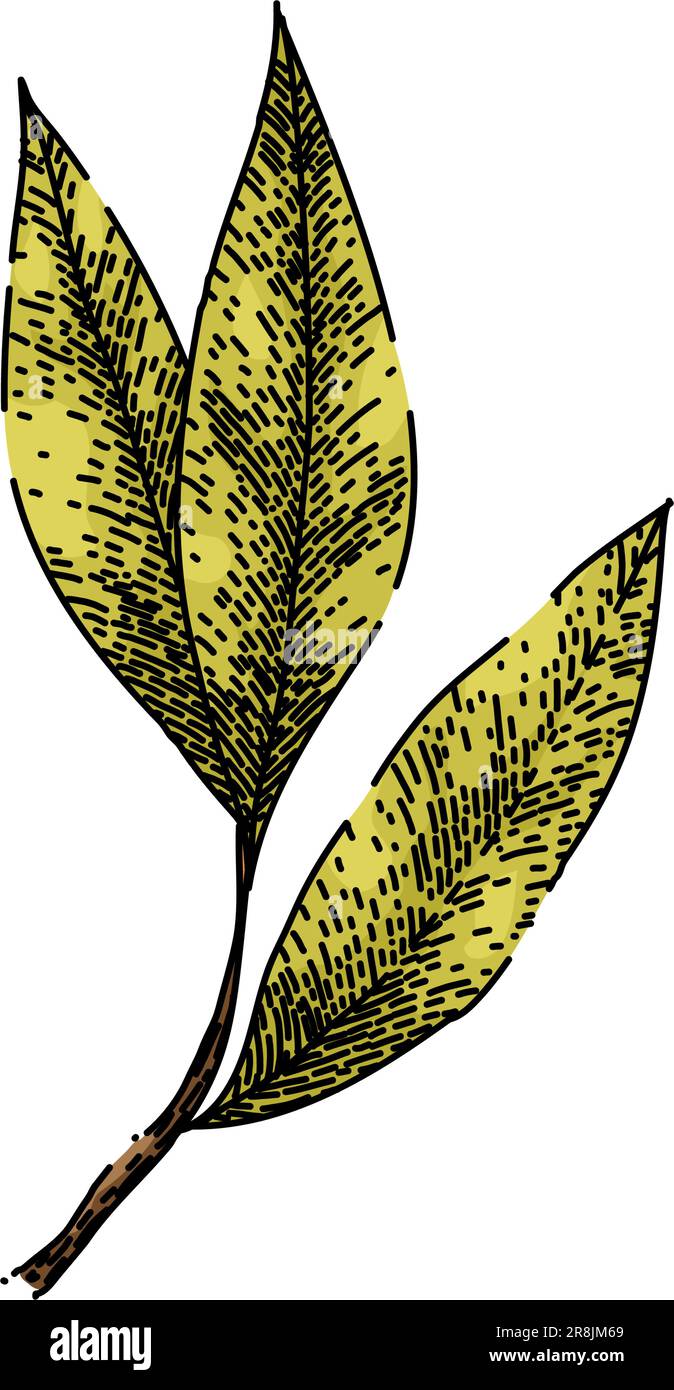 bay leaf herb dry hand drawn. laurel leaves, green top, view tree ... bay leaf herb dry hand drawn. laurel leaves, green top, view tree ...